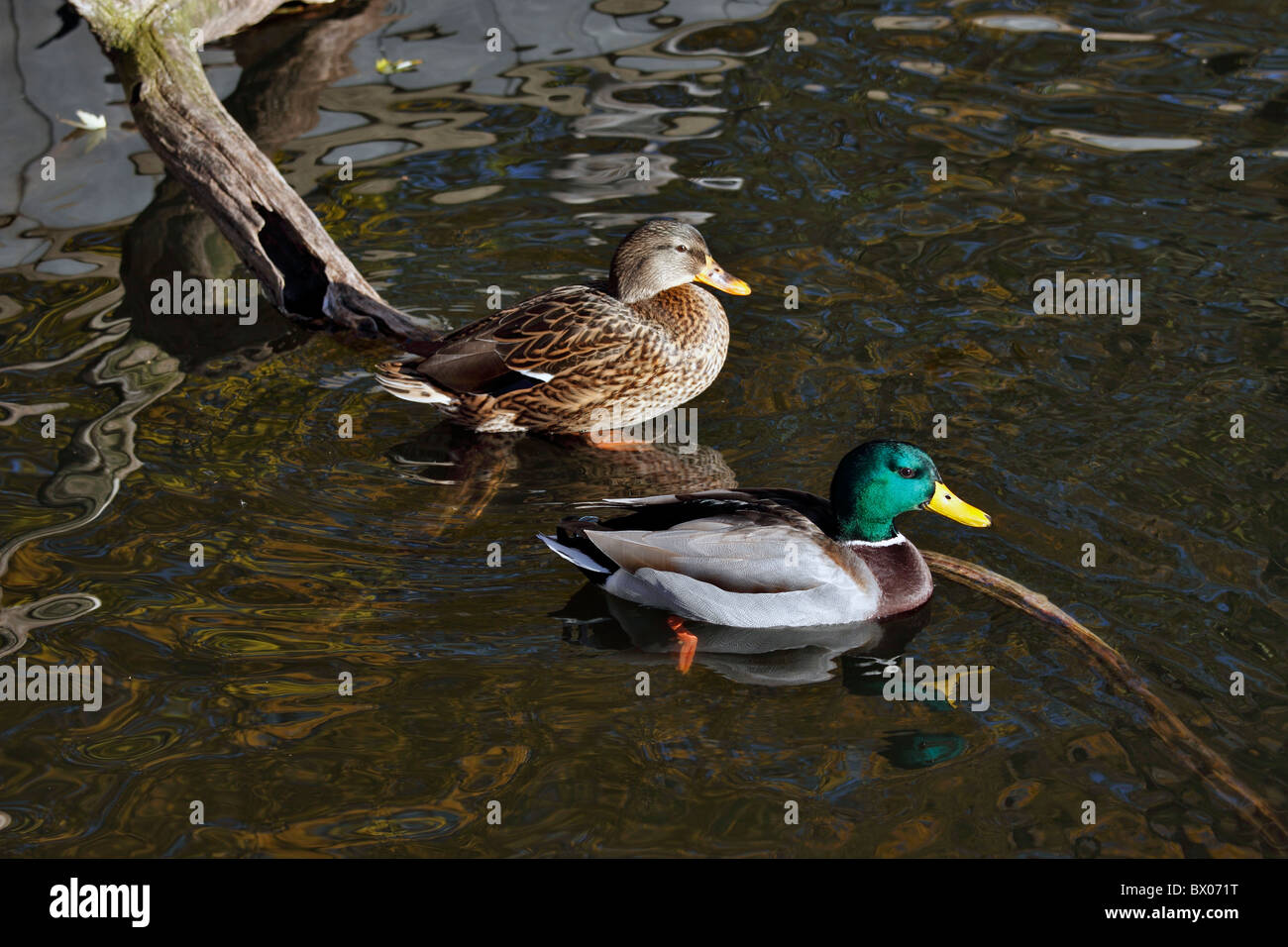 Couple de canards colvert Banque de photographies et d’images à haute ...