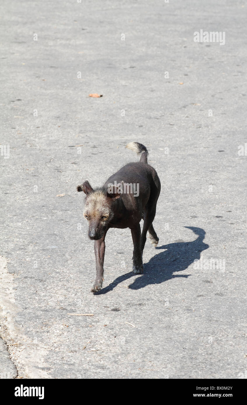 Un chien galeux de maladie (la gale) promenade de chiens dans la rue ...
