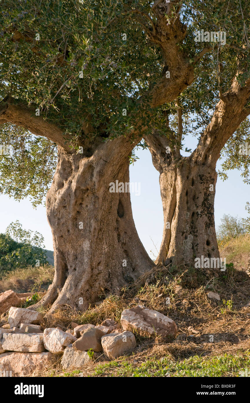 Deux vieux oliviers sur Peleponnese Ithomi, ancienne, Grèce Photo Stock ...
