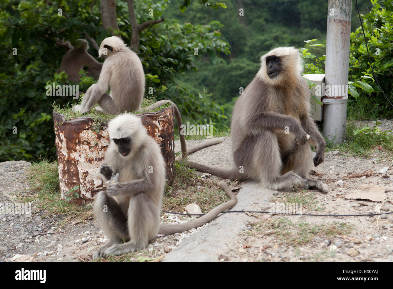 Pied De Singe Banque d'image et photos - Alamy
