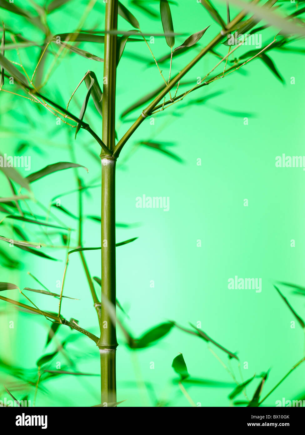 Bamboo stalk Banque de photographies et d’images à haute résolution - Alamy