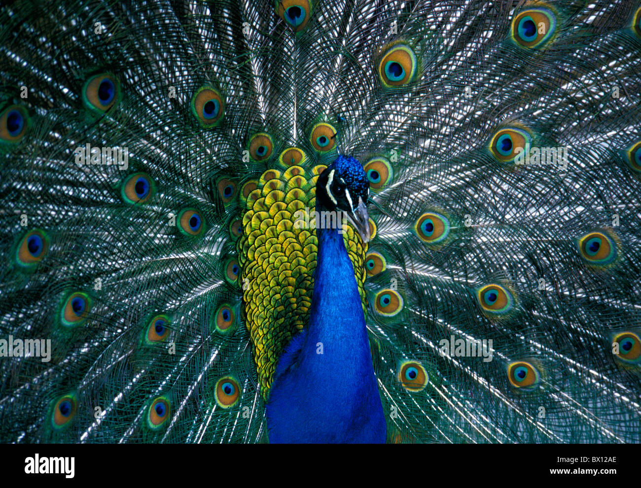 Animal animaux oiseaux oiseaux coq parade nuptiale accouplement Pavo ...
