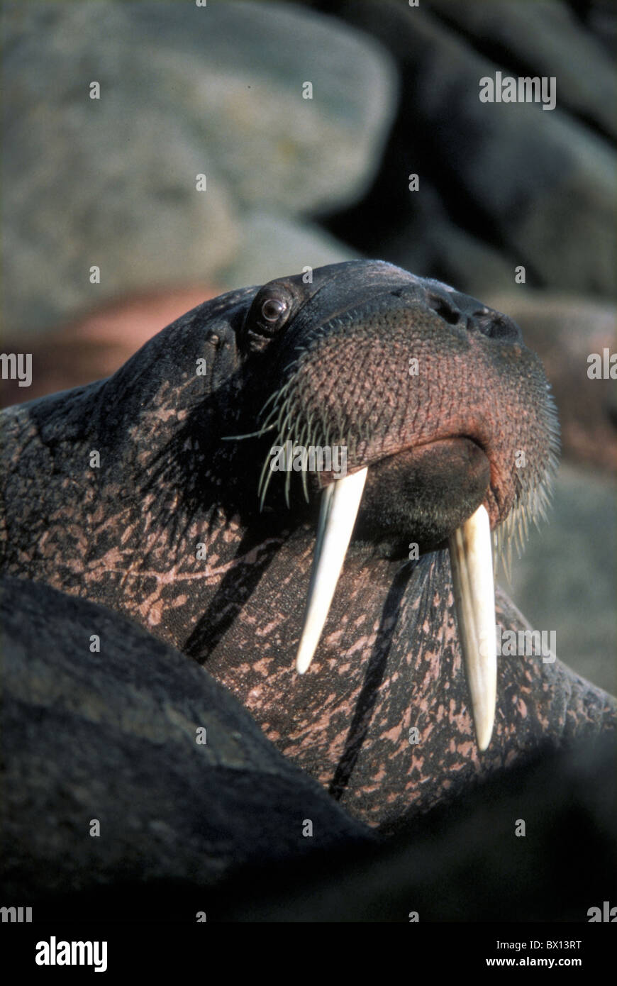 Alaska animal animaux Odobenus rosmarus morse du Pacifique autour de l ...