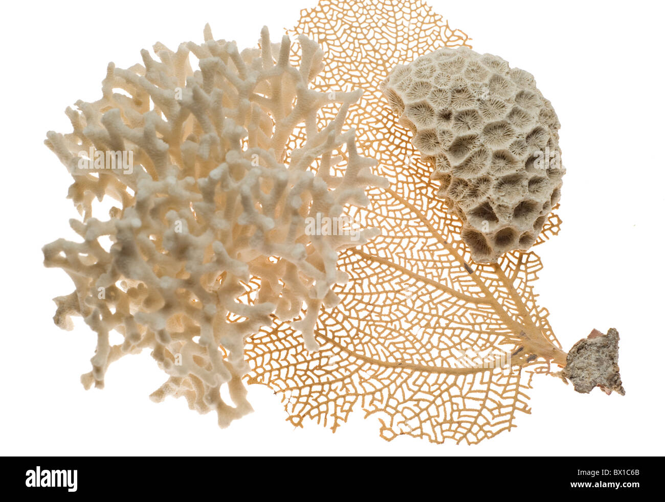 Corail mort Banque de photographies et d’images à haute résolution - Alamy