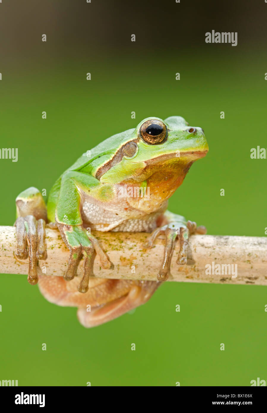 Grenouille amphibie animal vert Banque de photographies et d’images à ...