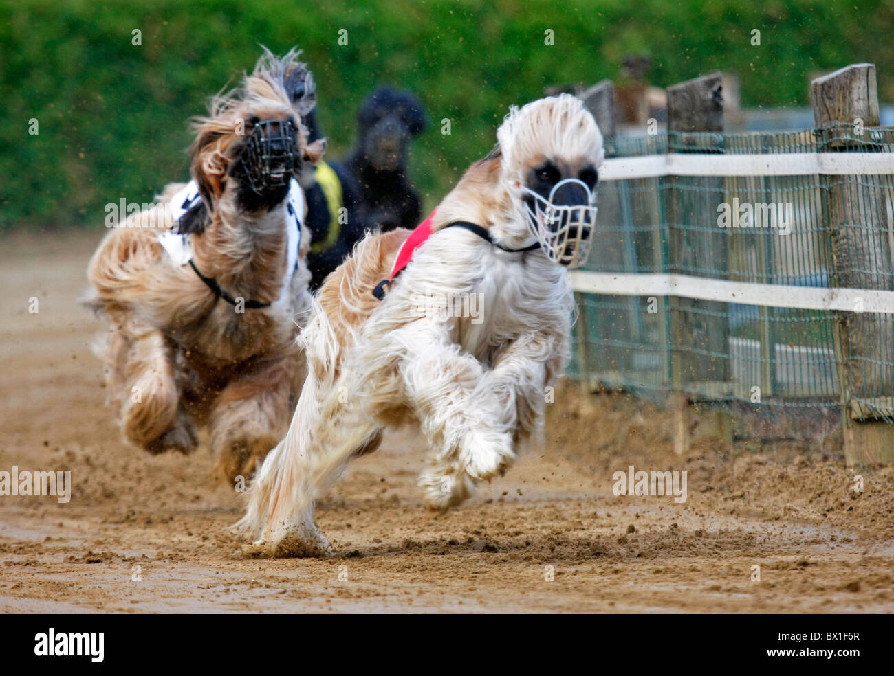 Courses de lévriers (lévrier afghan Photo Stock - Alamy
