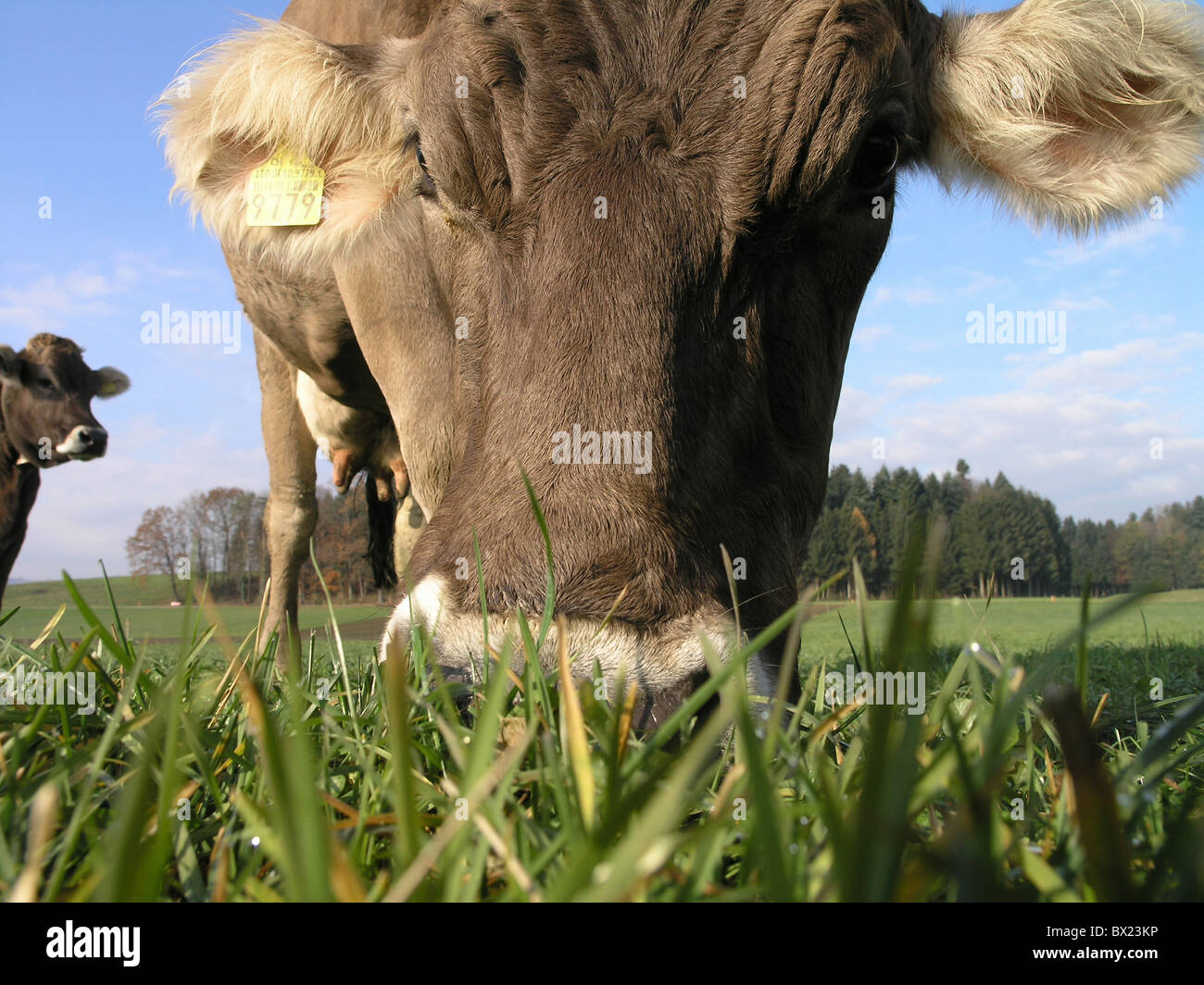 L'agriculture de l'élevage du bétail animal animaux bovins vaches vache ...