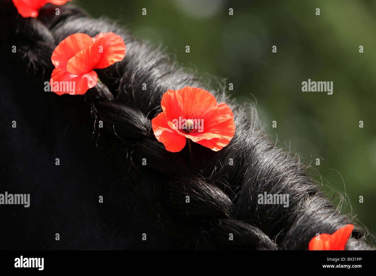 Cheval frison tresse Banque de photographies et d’images à haute ...