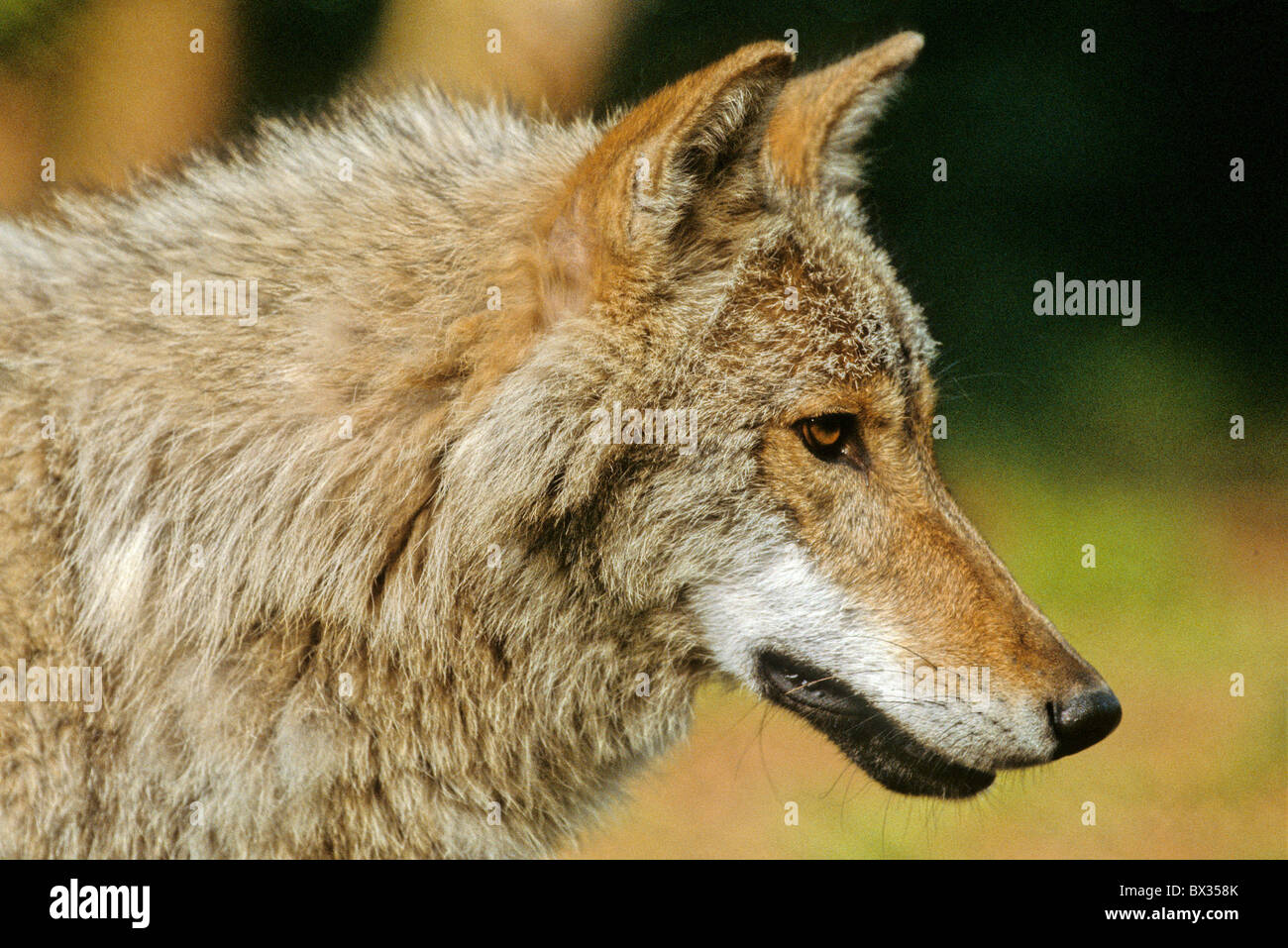 Tete de loup profile Banque de photographies et d’images à haute ...