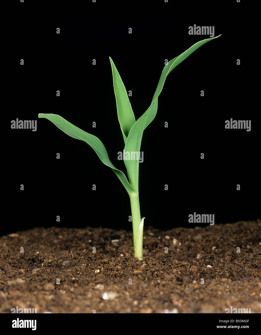 Plant de maïs Banque de photographies et d’images à haute résolution ...