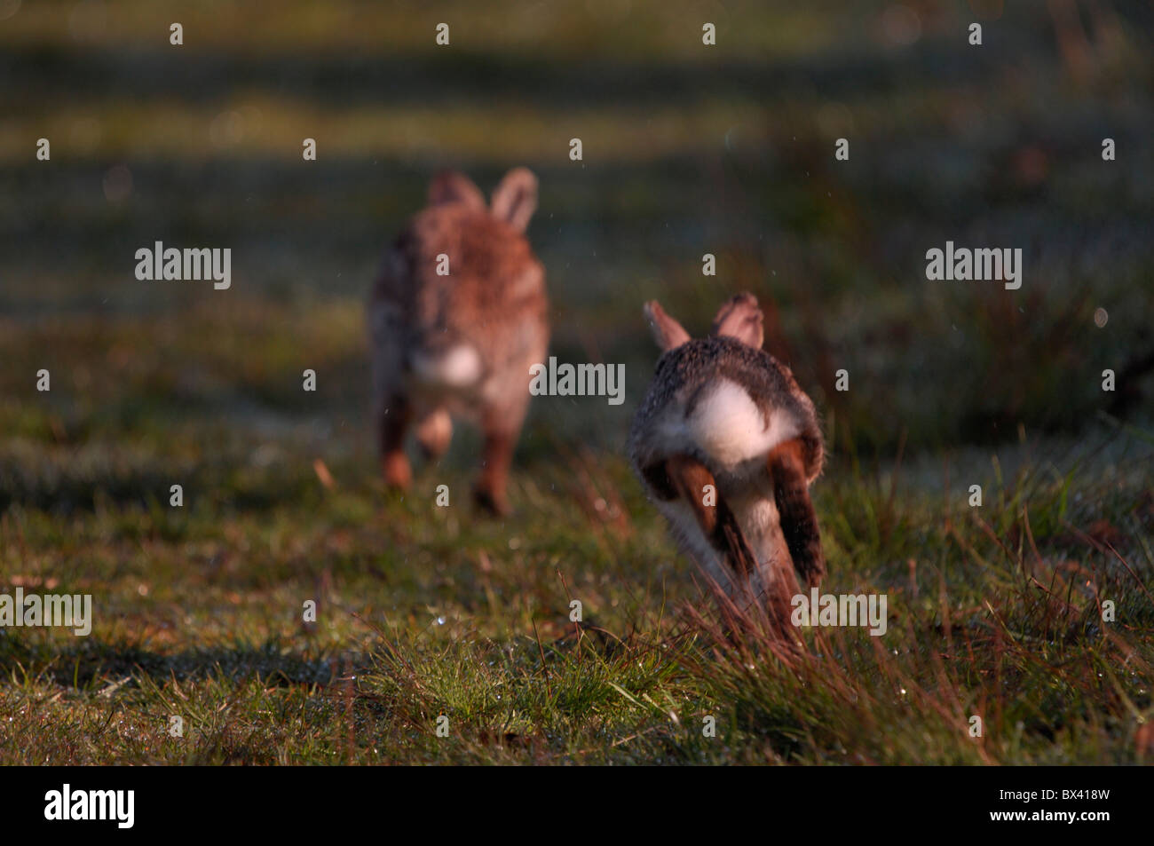 Queue de lapin Banque de photographies et d’images à haute résolution ...