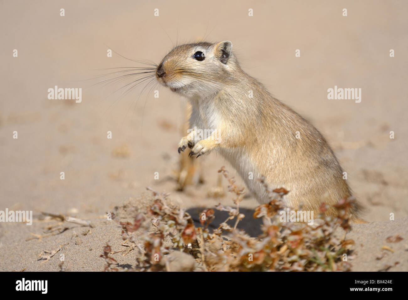 Gerbil desert Banque de photographies et d’images à haute résolution ...