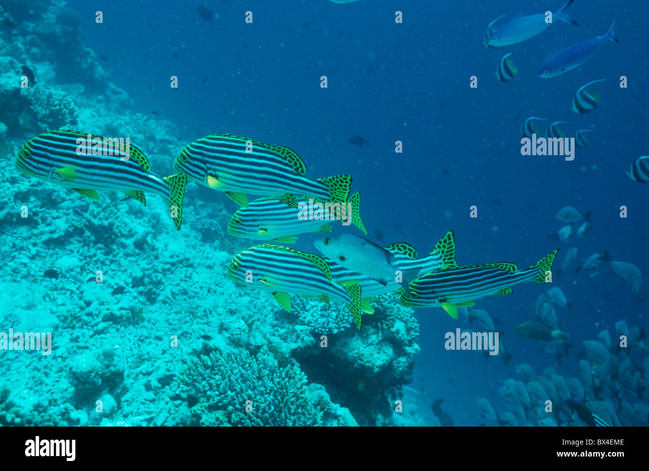 Les poissons des récifs coralliens Grunzer Faune Poissons de mer ...