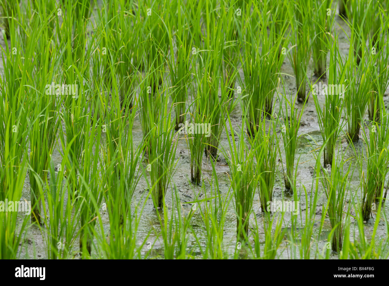Jeune plant de riz Banque de photographies et d’images à haute ...