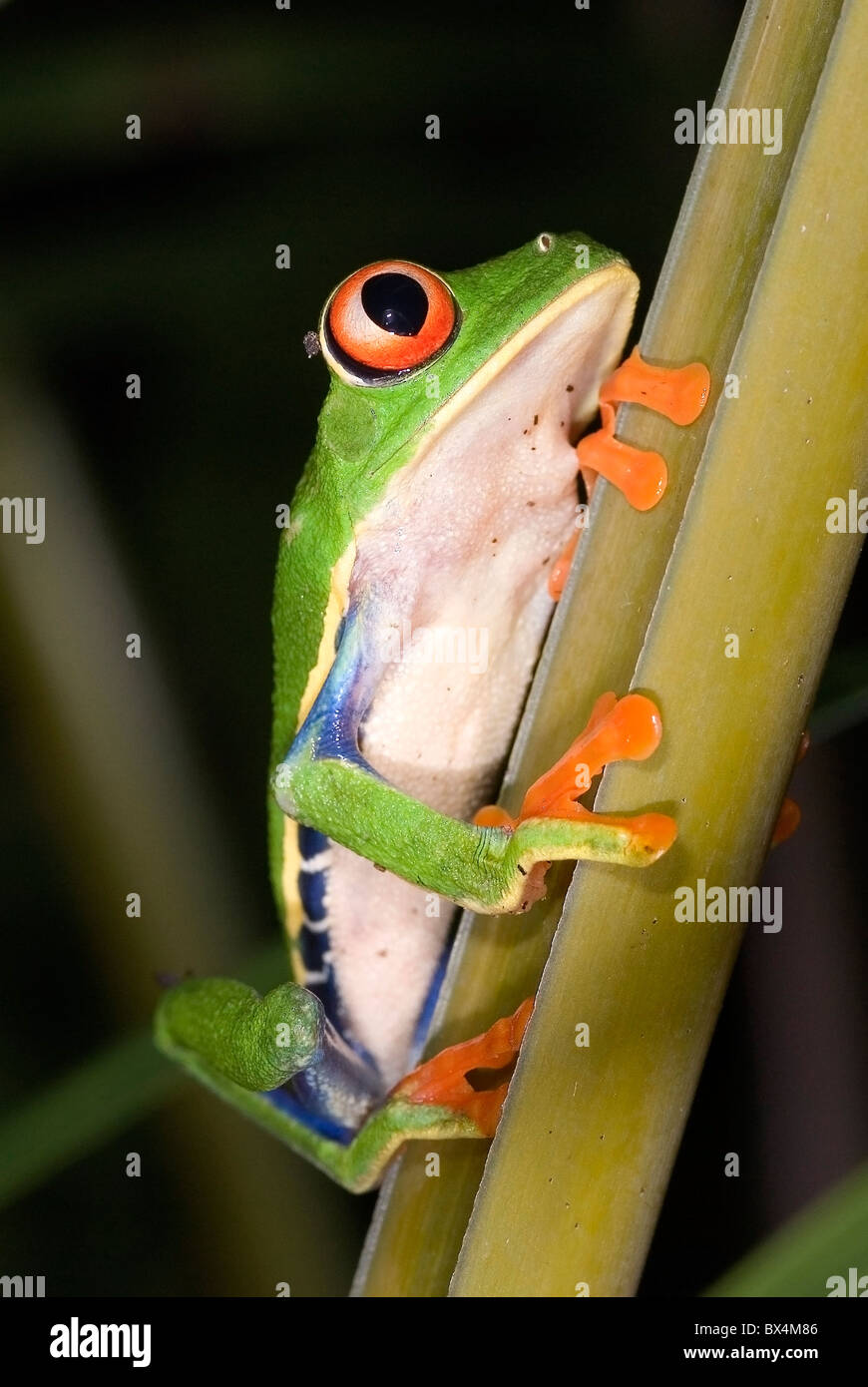 Rainette aux yeux rouges du costa rica Banque de photographies et d ...