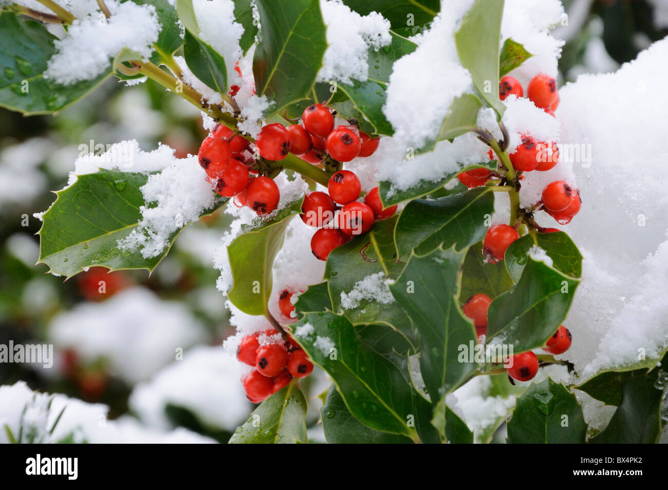 Baies de houx rouge d'hiver Banque de photographies et d’images à haute ...