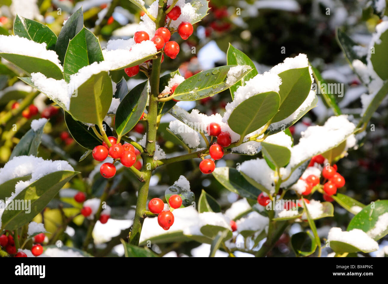 Baies de houx rouge d'hiver Banque de photographies et d’images à haute ...