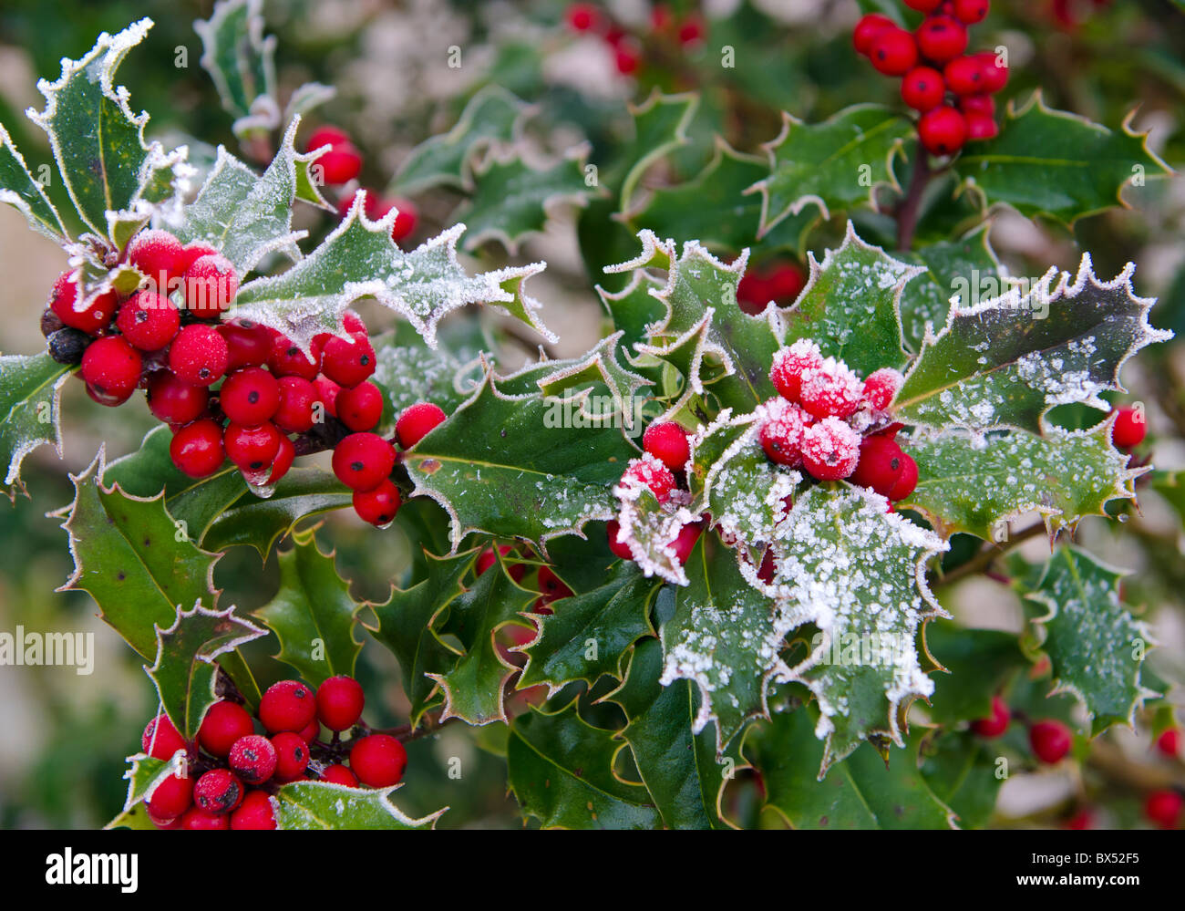 Houx baies neige Banque de photographies et d’images à haute résolution ...