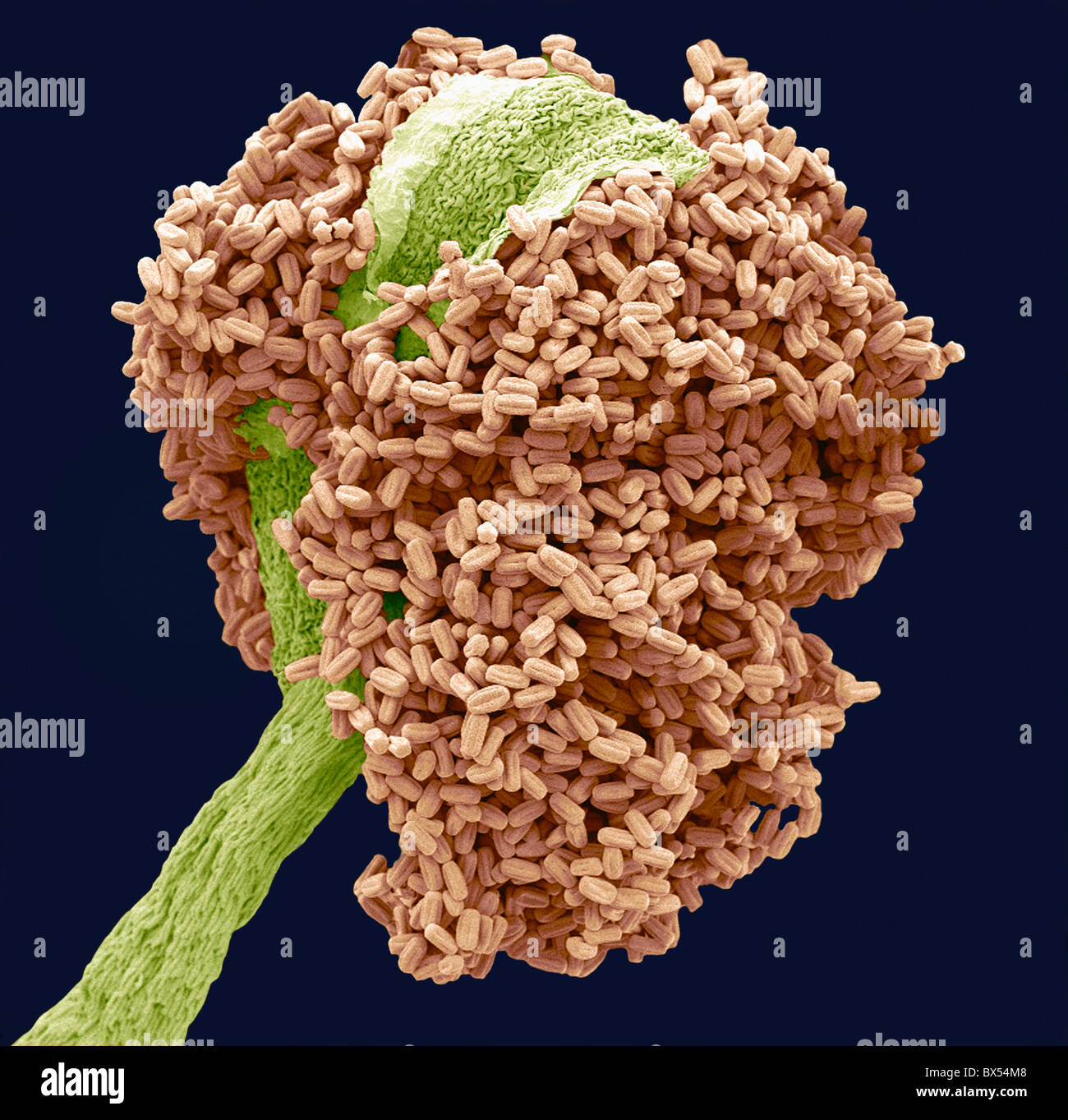 Organes reproducteurs de fleurs Banque de photographies et d’images à ...