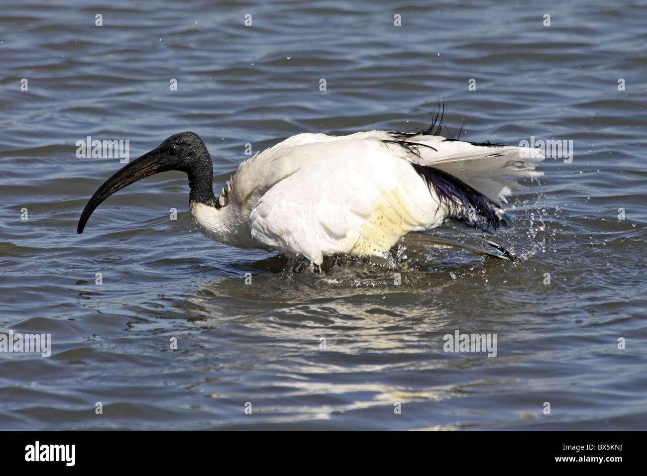 African sacred ibis threskiornis aethiopicus Banque de photographies et ...