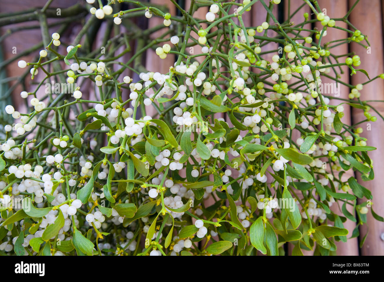 Gui De Plante Parasite Banque d'image et photos - Alamy