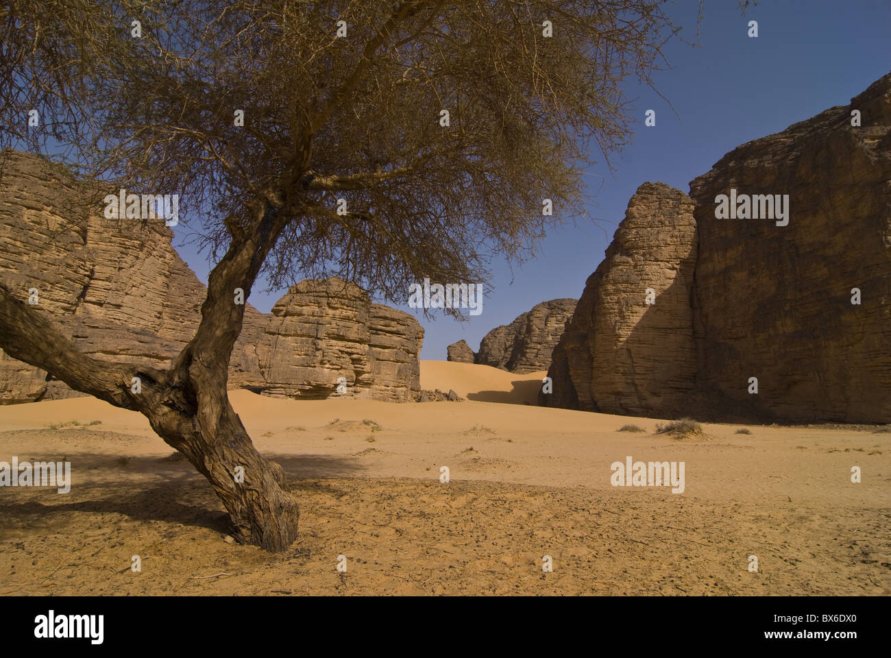 Sahara Desert Algeria Tree Banque d'image et photos - Alamy