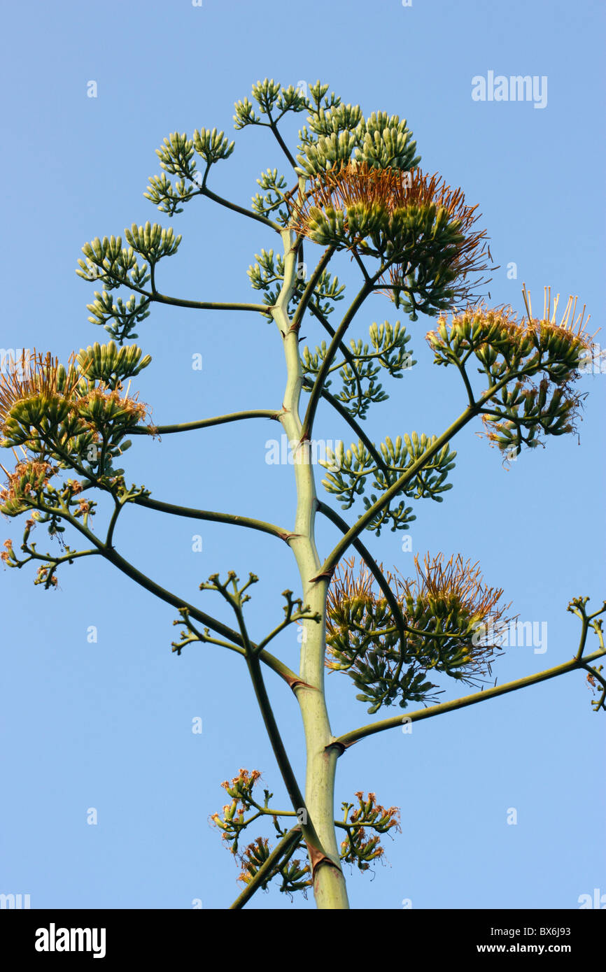 Tige de fleur d'agave Banque de photographies et d’images à haute ...