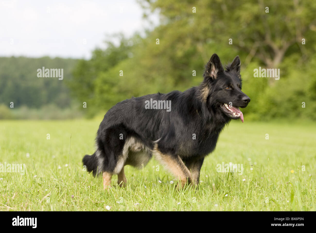 Deutscher schaferhund Banque de photographies et d’images à haute ...