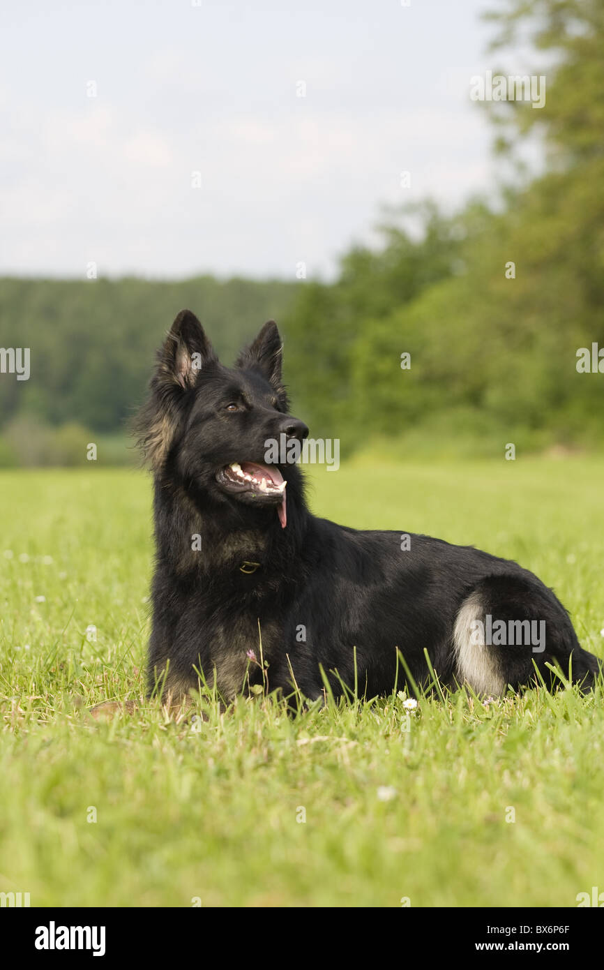 Deutscher schaferhund Banque de photographies et d’images à haute ...