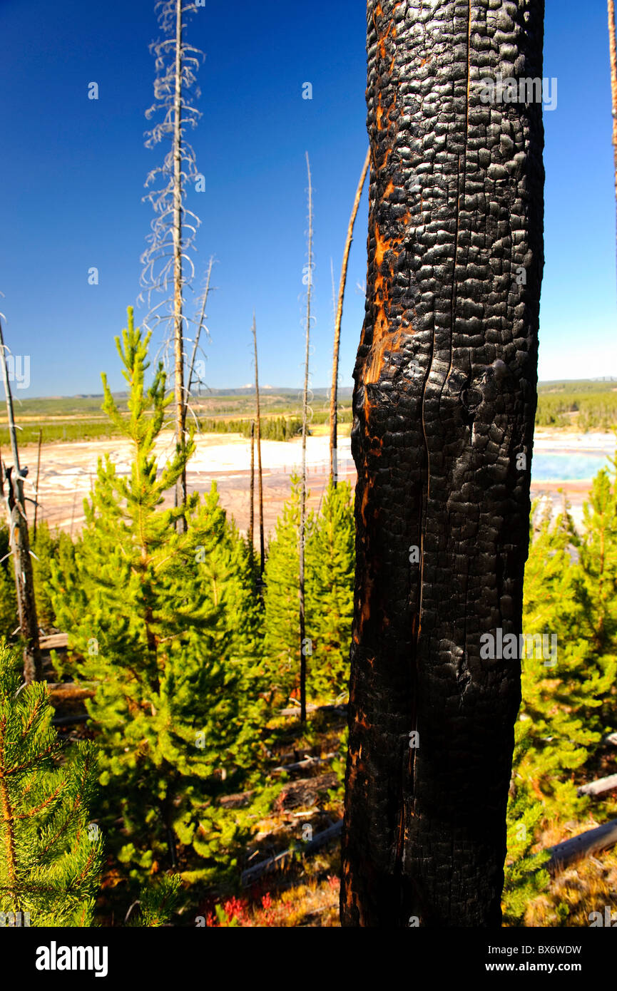 La repousse des arbres Banque de photographies et d’images à haute ...