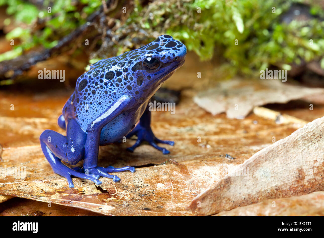 Dendrobates tinctorius azureus Banque de photographies et d’images à ...