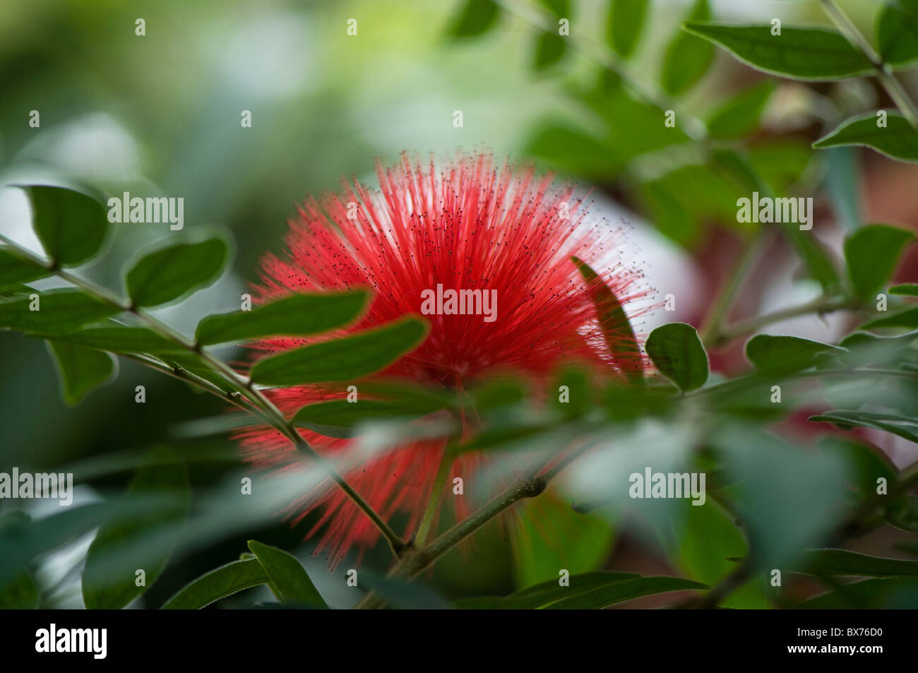 Calliandra rouge Banque de photographies et d’images à haute résolution ...