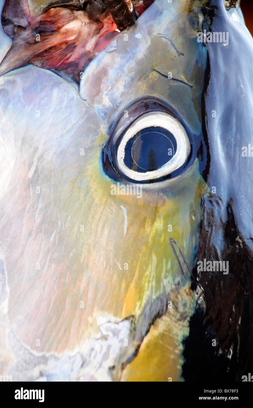 Mexique vendant du poisson Banque de photographies et d’images à haute ...