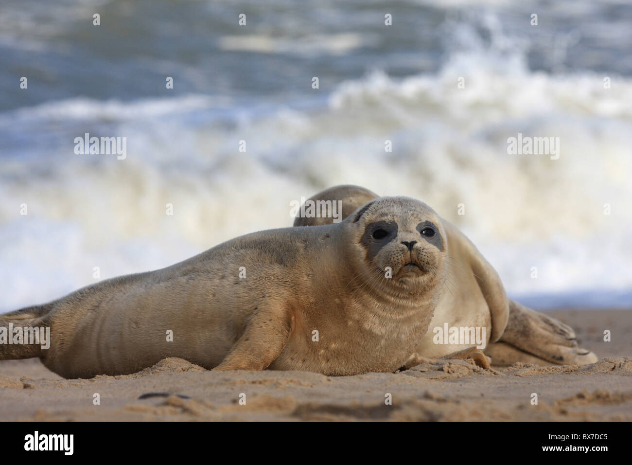 Colonies de phoques Banque de photographies et d’images à haute ...