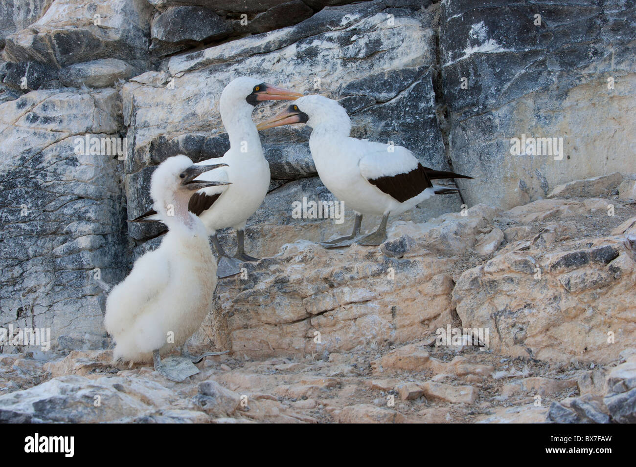 Fou de Nazca (Sula granti) adultes et un poussin duveteux à leur nid ...