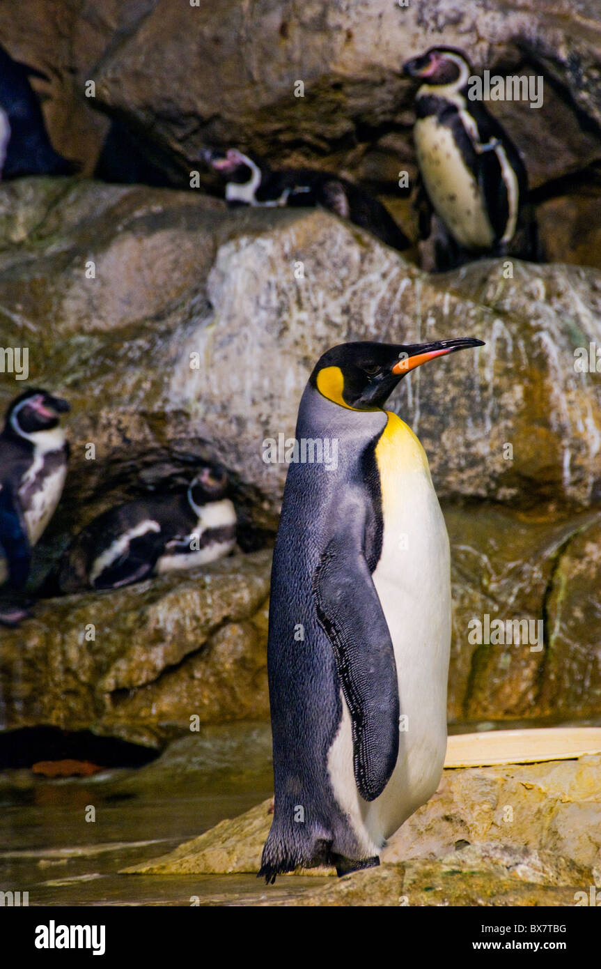Un très grand pingouin debout dans l'habitat rocheux Photo Stock - Alamy