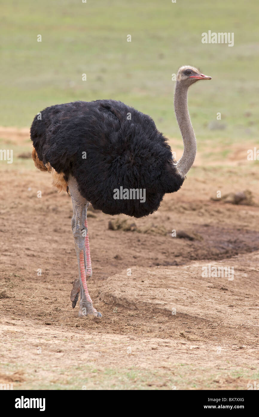 Une autruche mâle (Struthio camelus) dans la reproduction des couleurs ...