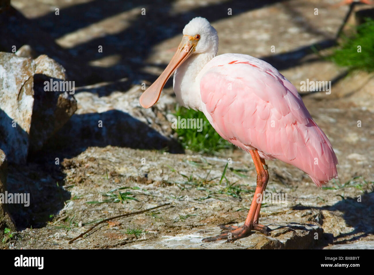 Roseate spoonbill Banque de photographies et d’images à haute ...