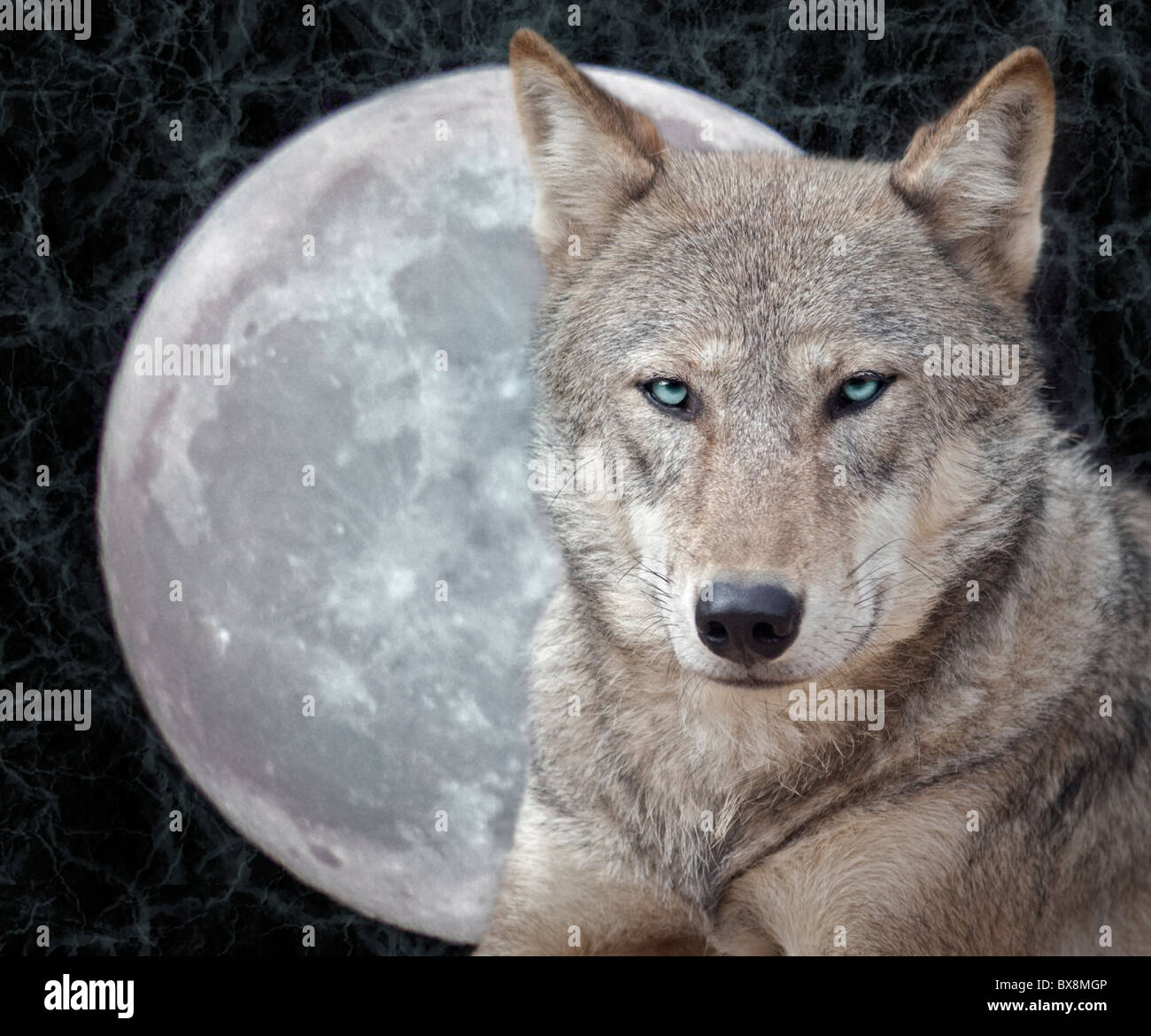 Loups et lune Banque de photographies et d’images à haute résolution ...