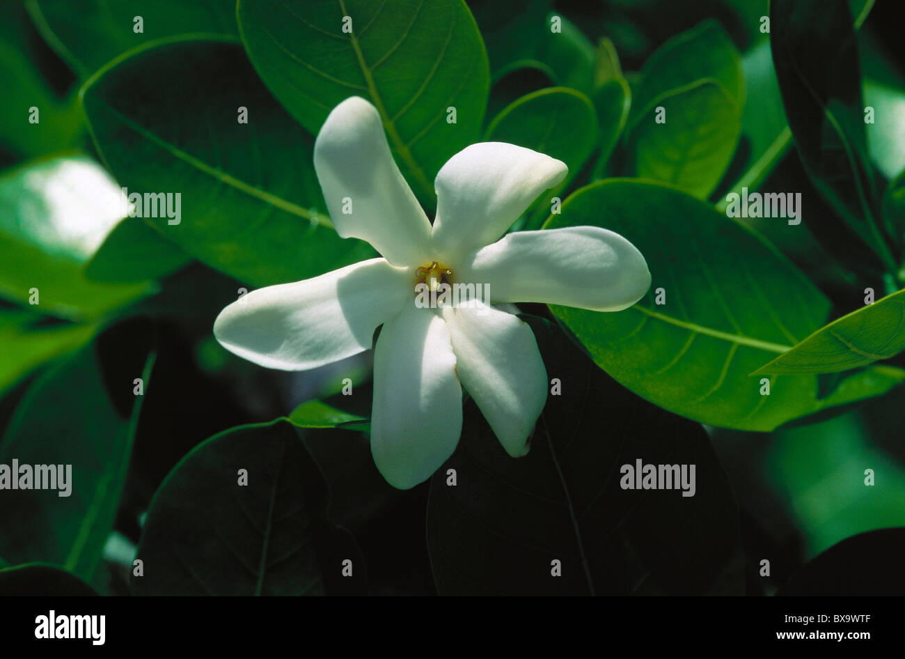 Tiare flower tahiti Banque de photographies et d’images à haute ...