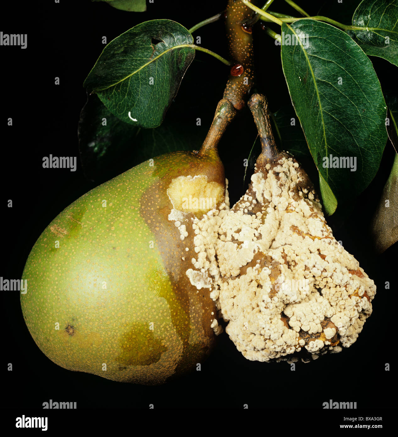Sclerotinia Fructigena Banque d'image et photos - Alamy