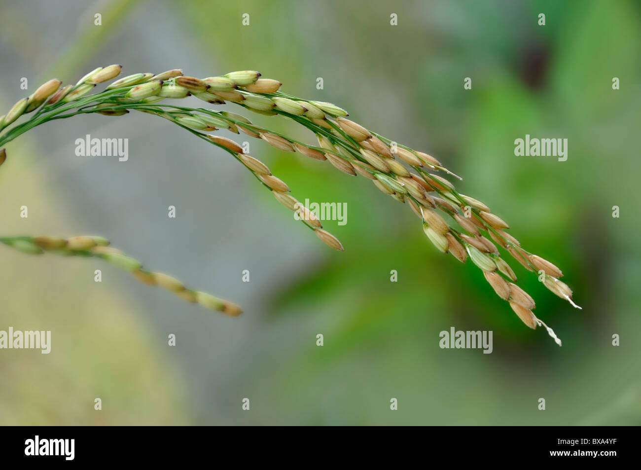 Plants de riz Banque de photographies et d’images à haute résolution ...
