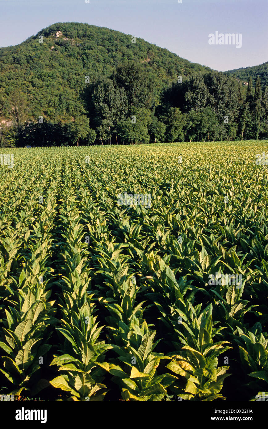 Champ de plants de tabac Banque de photographies et d’images à haute ...