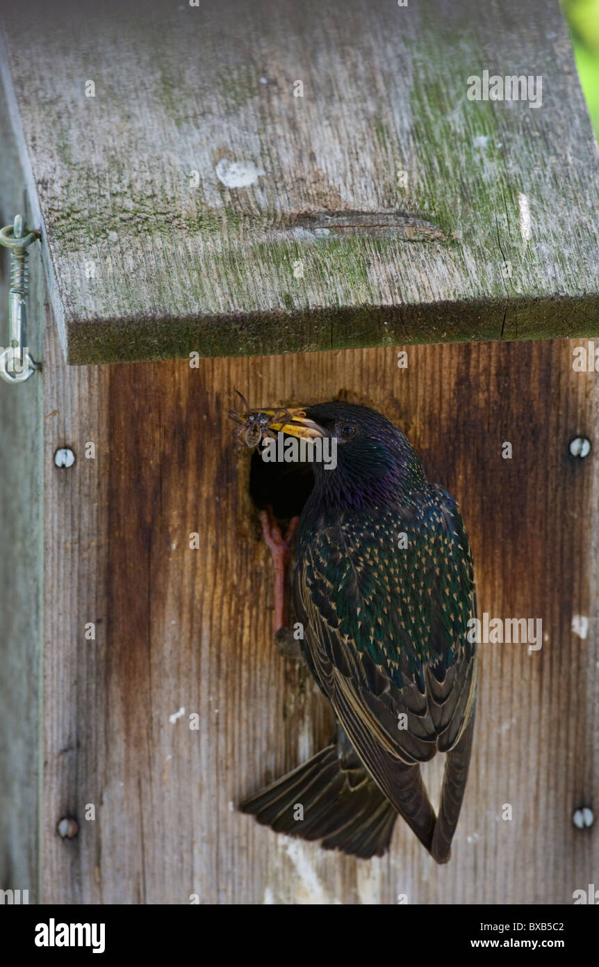 Oiseau avec insecte Banque de photographies et d’images à haute ...