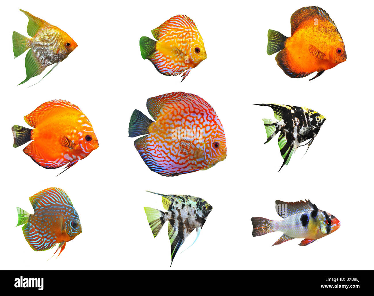 Poissons discus Banque d'images détourées - Alamy