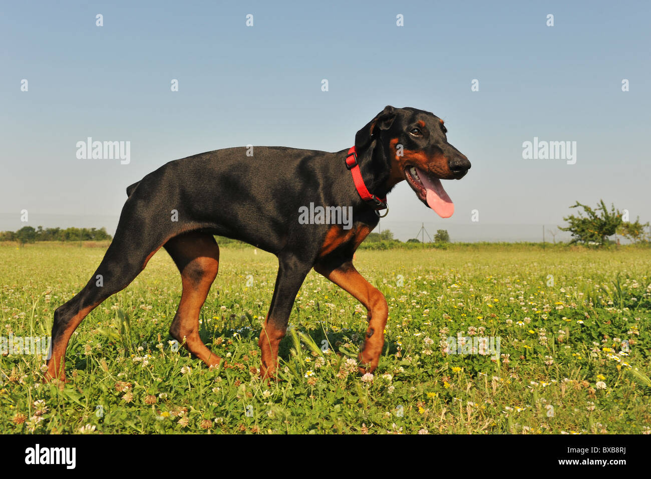Chiot dobermann Banque de photographies et d’images à haute résolution ...