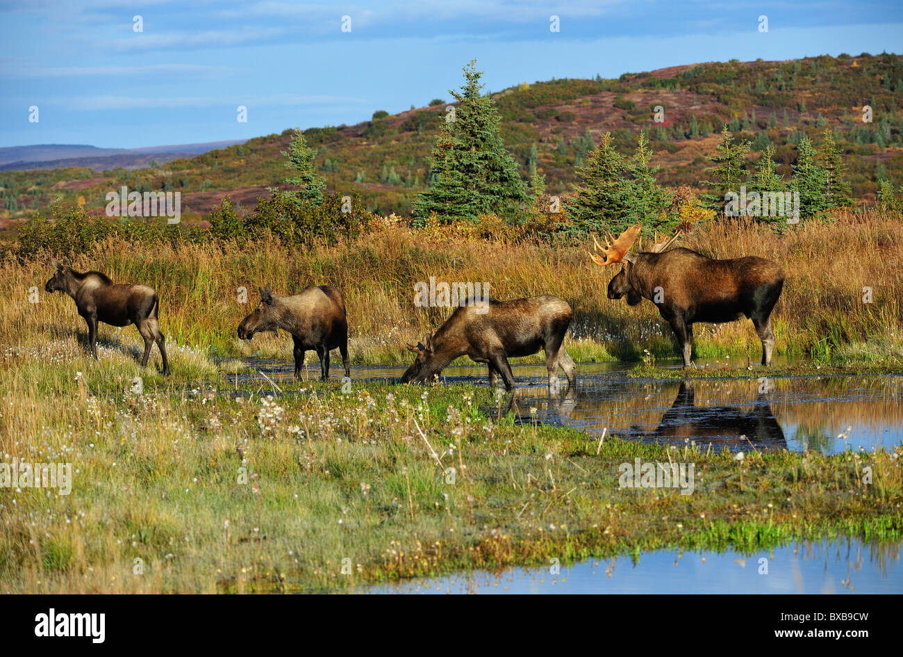 Vache accouplement avec taureau Banque de photographies et d’images à haute résolution - Alamy