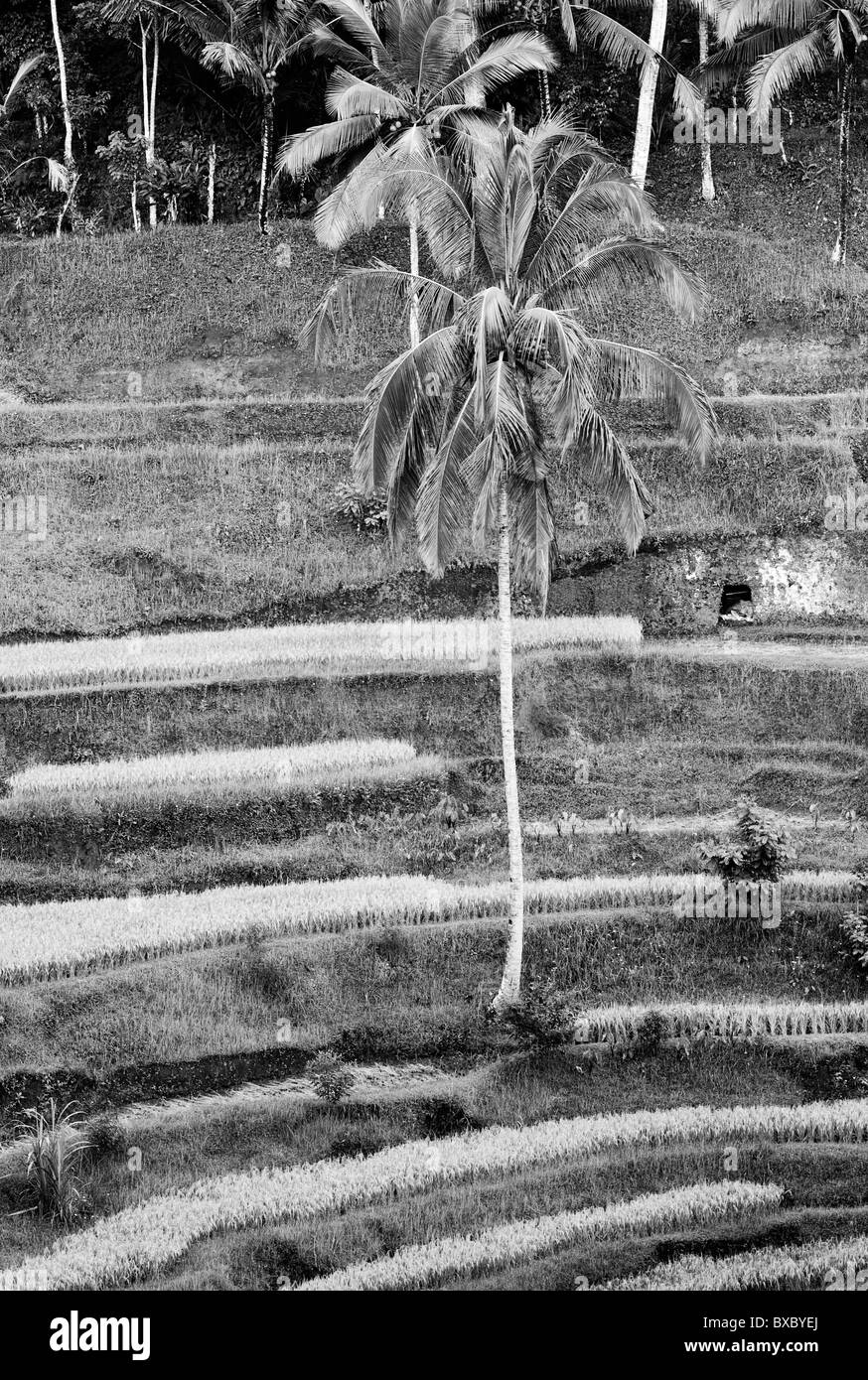 Vegetation bali Banque de photographies et d’images à haute résolution ...