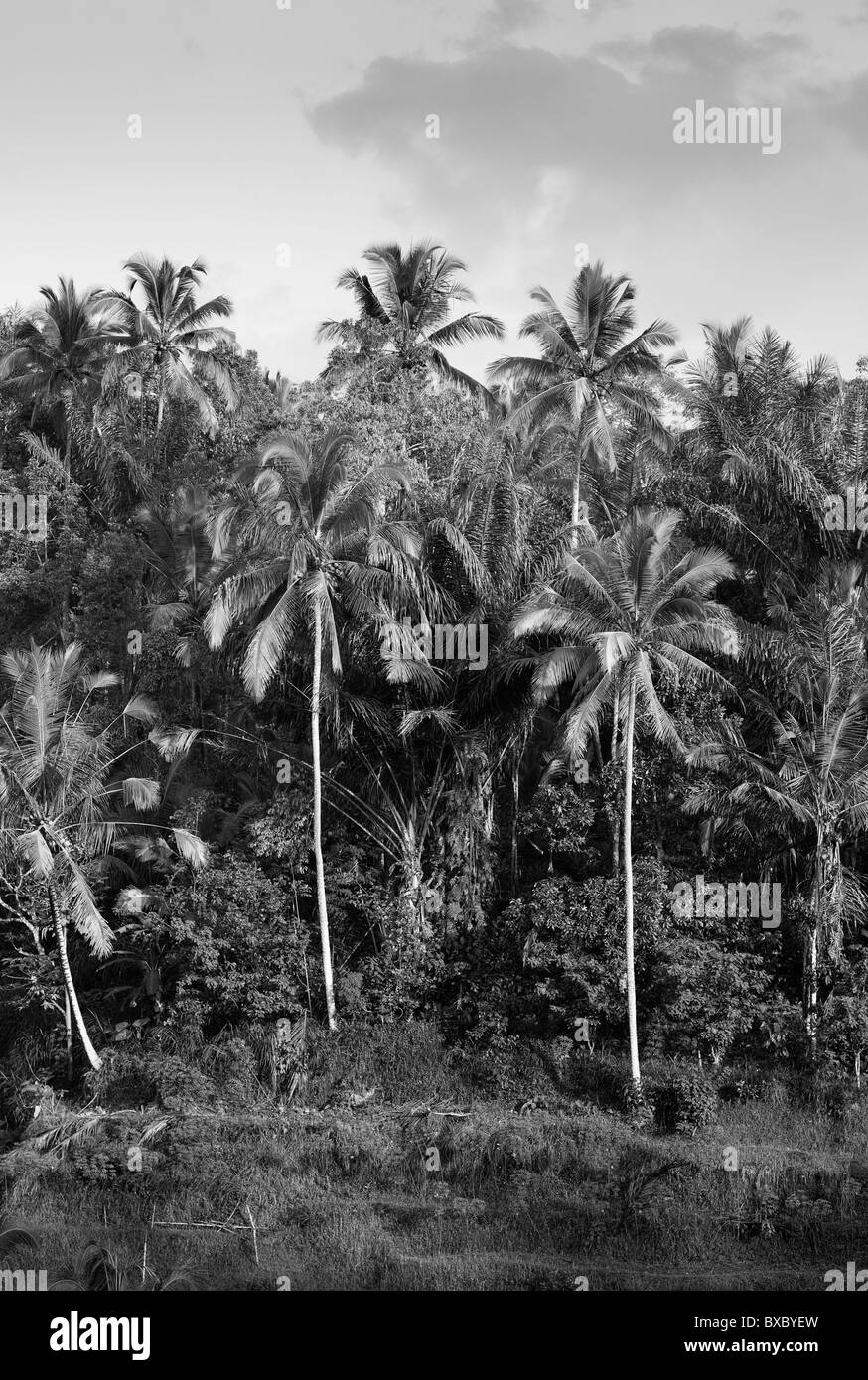 Vegetation bali Banque de photographies et d’images à haute résolution ...