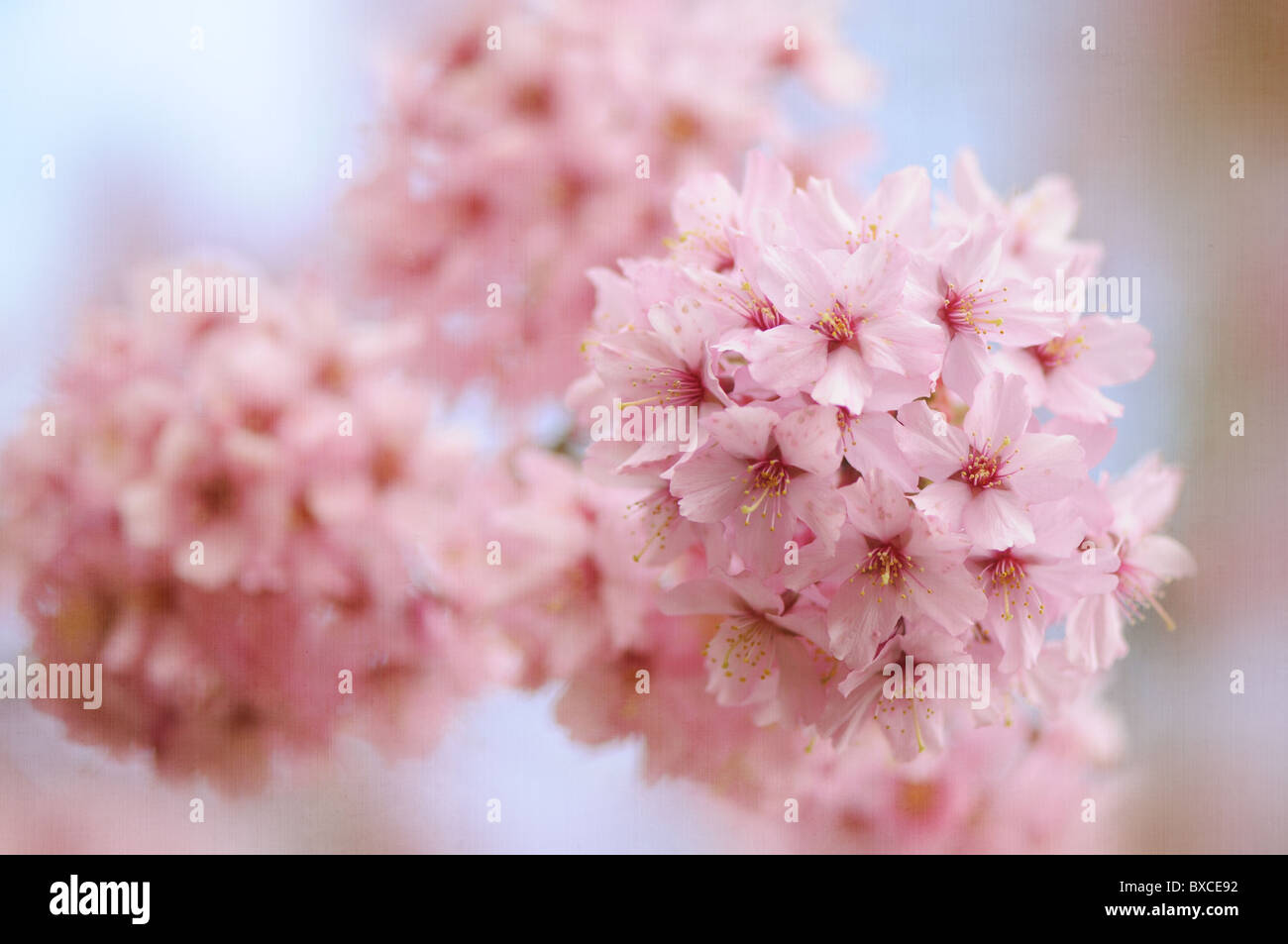 Fleur rose tendre de Prunus Shosar Flowering Cherry Tree Photo Stock ...